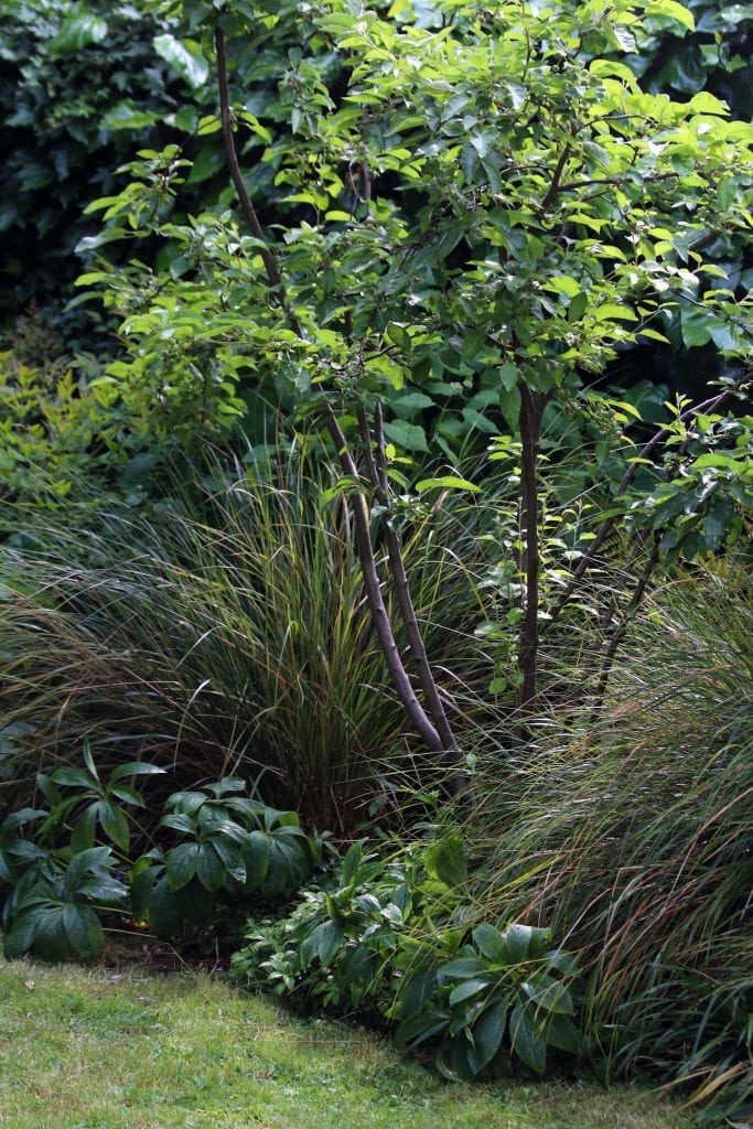 Top 10 best trees for small gardens - Living Colour Gardens