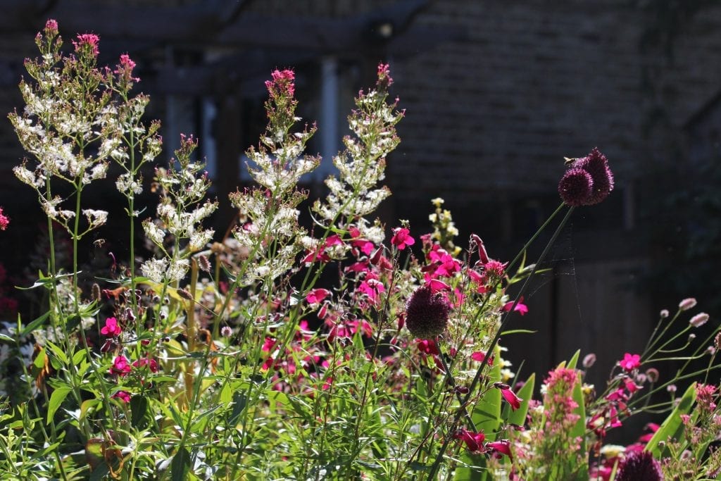 Top 10 everlasting perennials - Living Colour Gardens