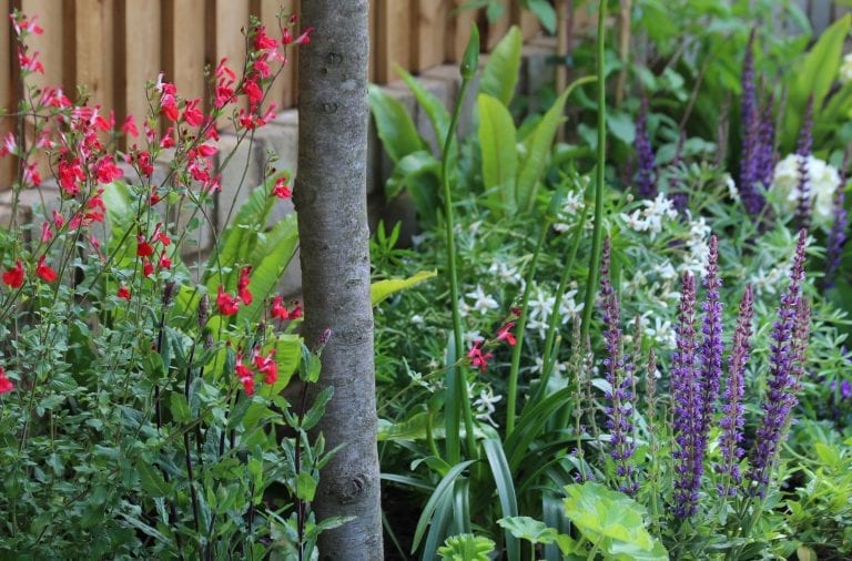 Top 10 Planting combinations - Living Colour Gardens