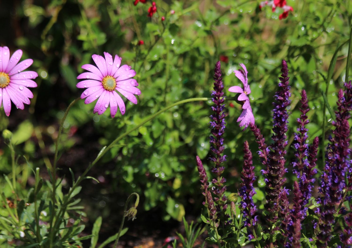 Top 10 Planting combinations - Living Colour Gardens