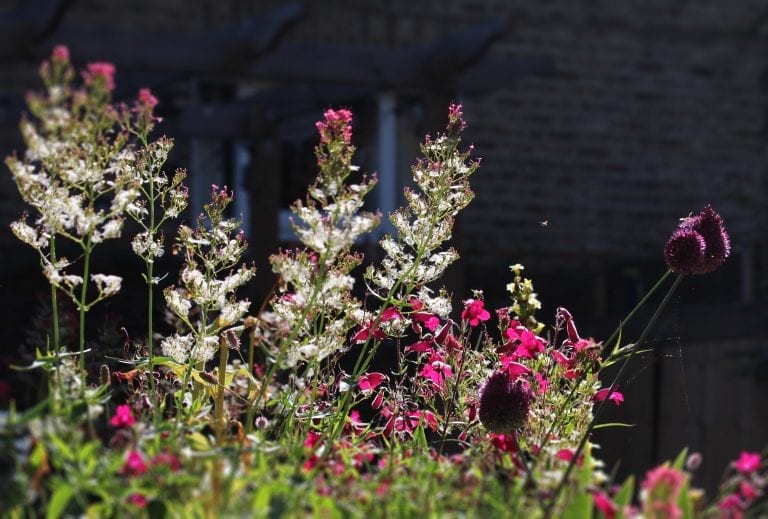 Top 10 Planting combinations - Living Colour Gardens