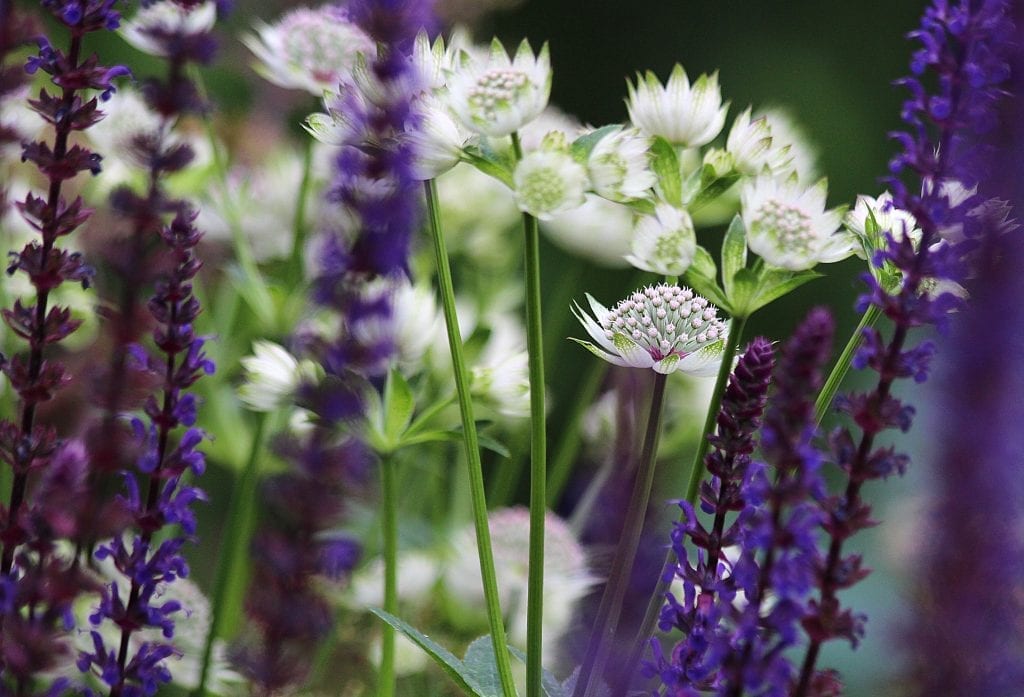 Top 10 Planting combinations - Living Colour Gardens