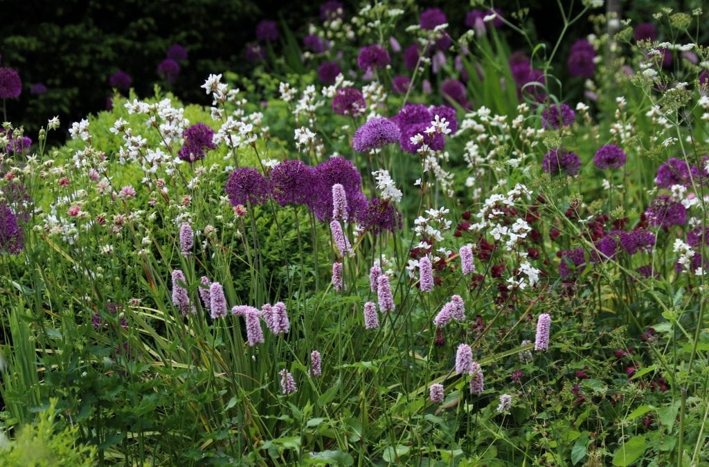 Top 10 Planting combinations - Living Colour Gardens